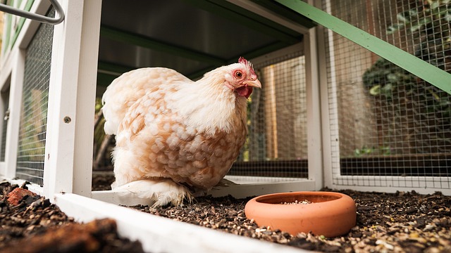 Chicken, Chicken Coop, Poultry. Free Stock Video - Pixabay