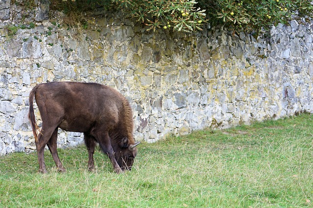 Wisent Fur Animal - Free photo on Pixabay - Pixabay