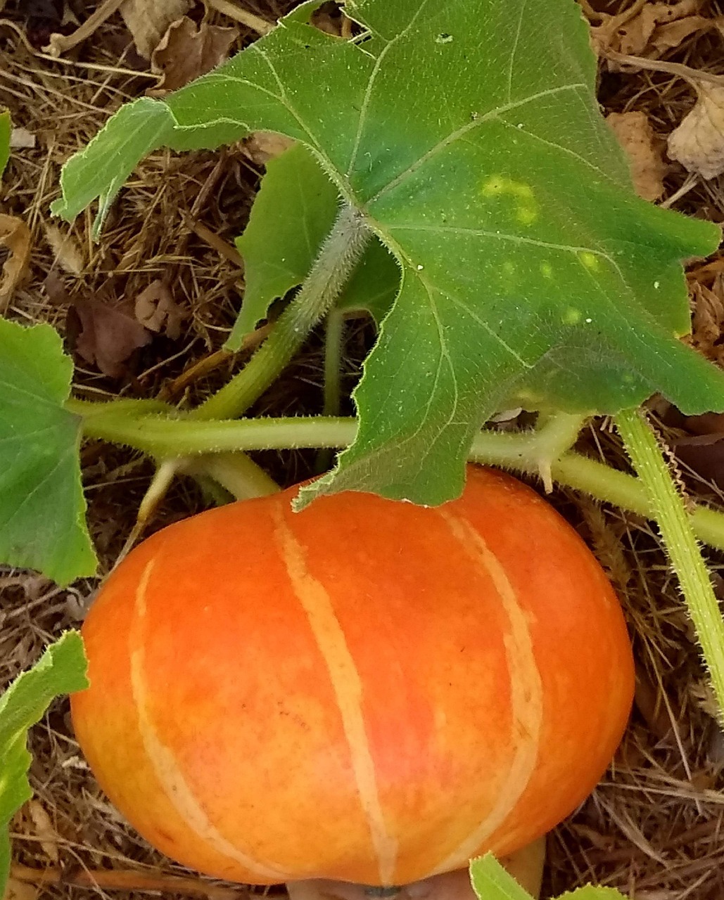 Pumpkin Halloween October - Free photo on Pixabay