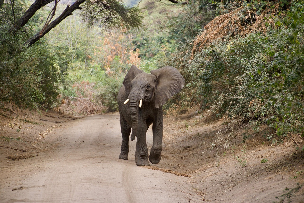 10,000+ Free African Elephant & Elephant Images - Pixabay