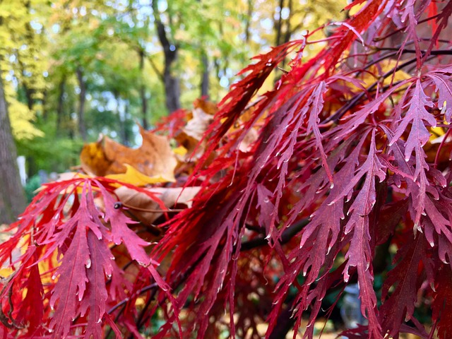 Fall Coloured Splendid Colors - Free photo on Pixabay - Pixabay