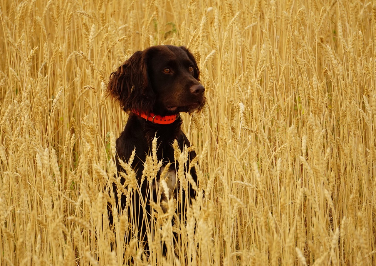 Dog Pet Animal German Quail - Free photo on Pixabay