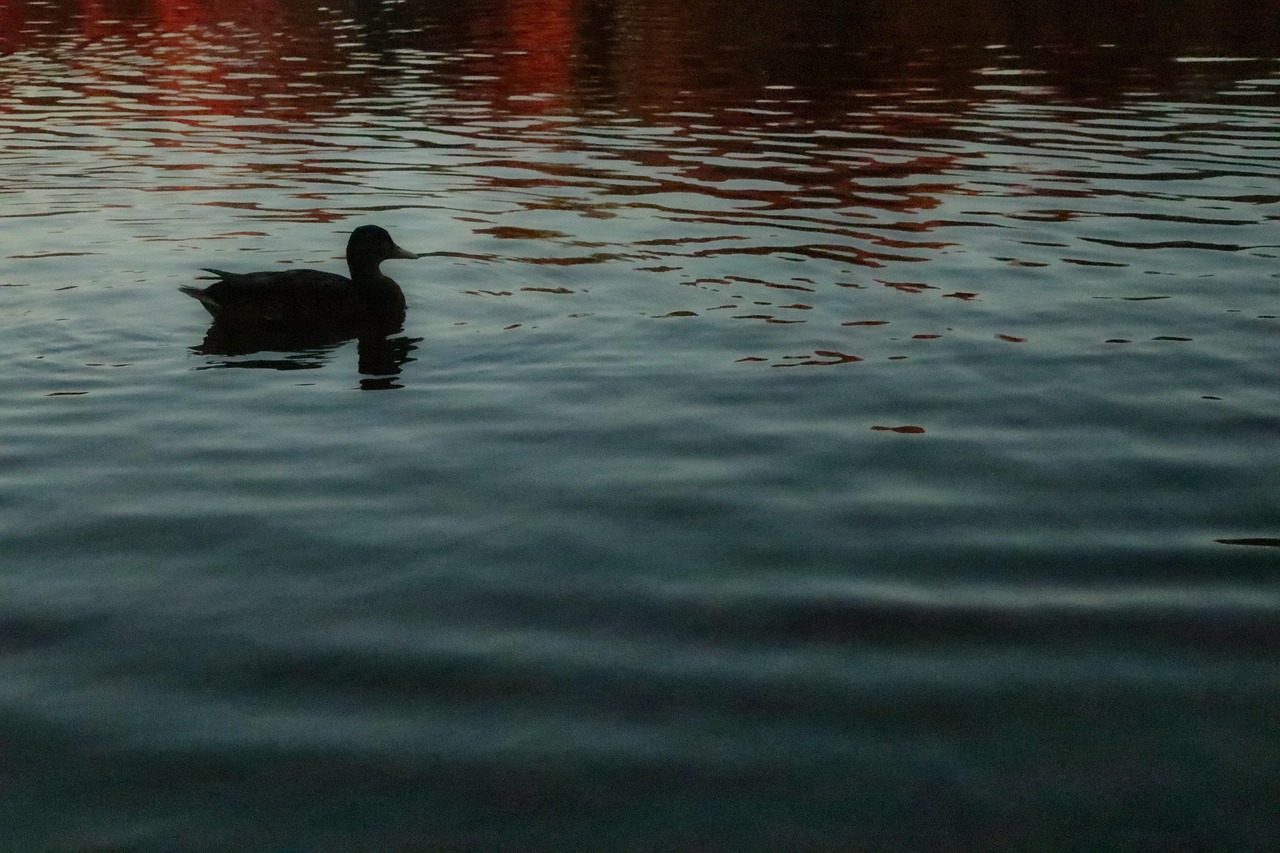 Pato Agua Pájaro - Foto gratis en Pixabay