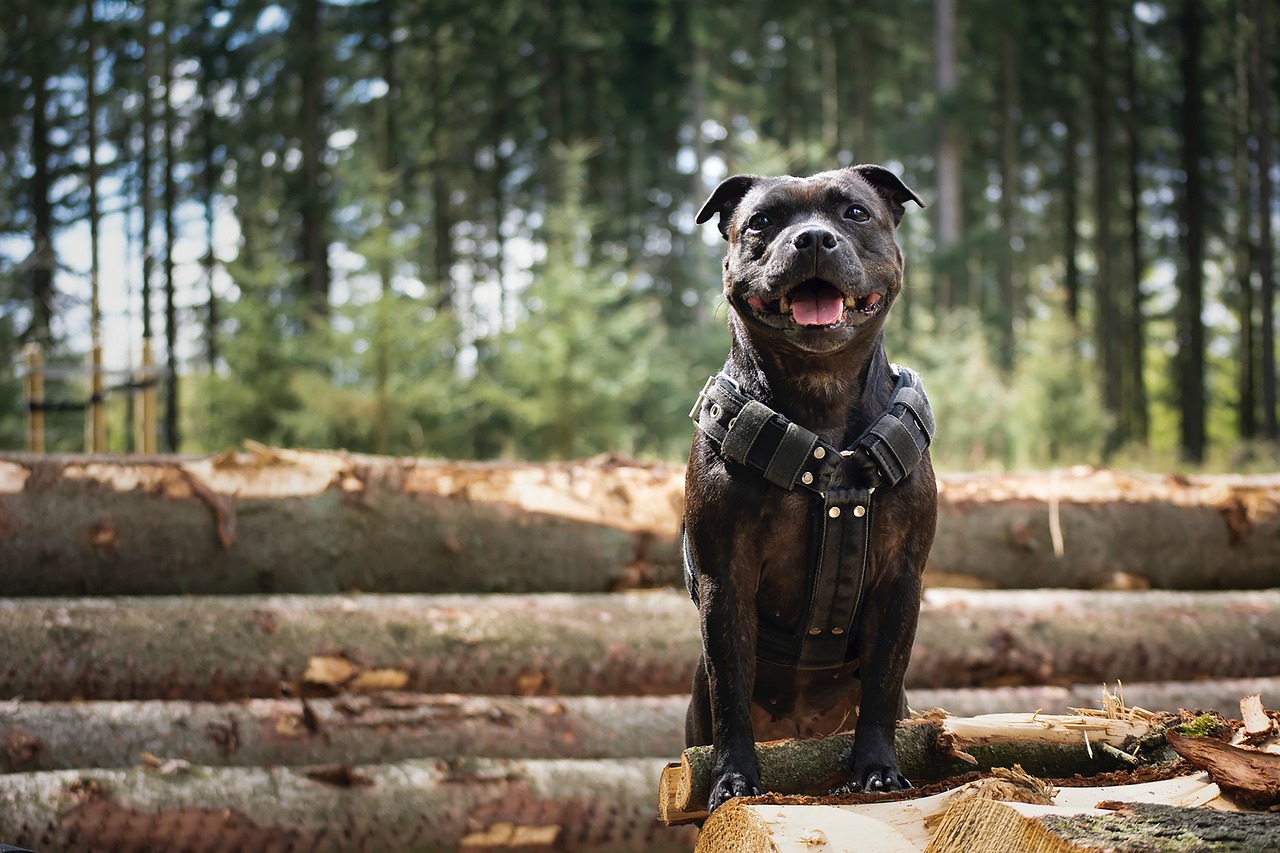 70+ Free Staffordshire Bull Terrier & Staffy Images - Pixabay