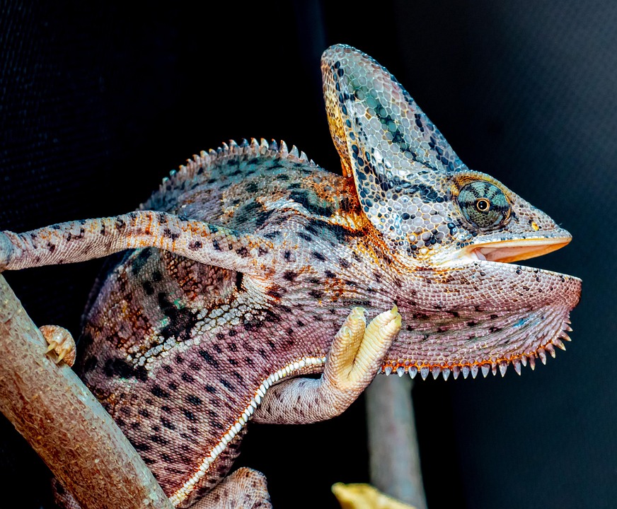 Animal Chameleon Repltile - Free photo on Pixabay - Pixabay