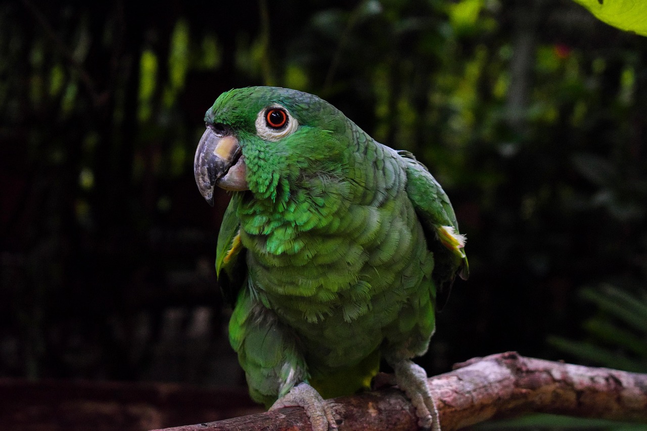 Parrot Green Perched - Free photo on Pixabay - Pixabay