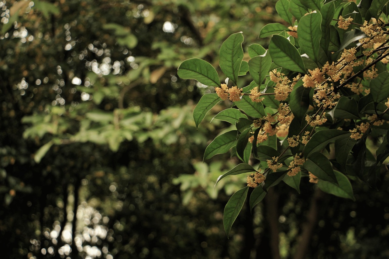 Flowers Leaves Foliage - Free photo on Pixabay - Pixabay
