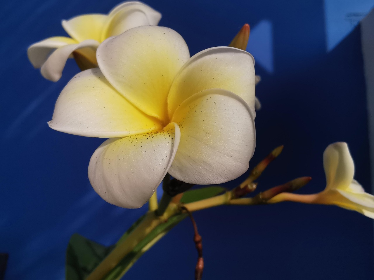 Flower Pinwheel Yellow - Free photo on Pixabay - Pixabay