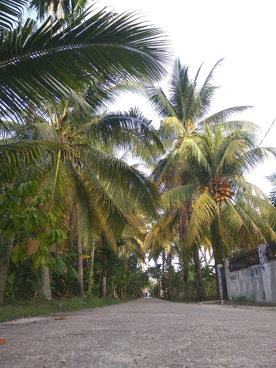 Village Coconut Tree - Free photo on Pixabay - Pixabay