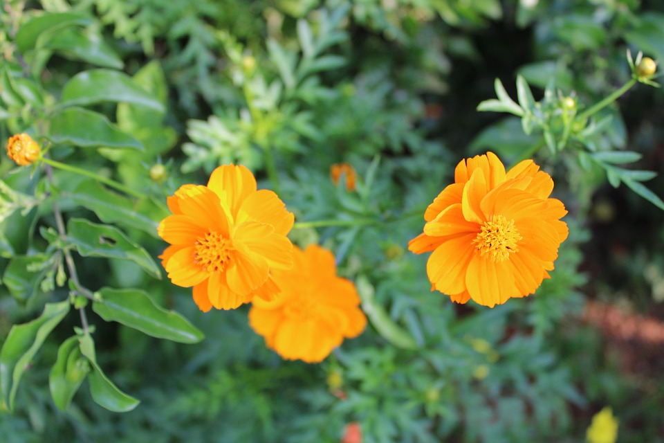 Bunga-Bunga Bunga Kuning Pohon - Foto gratis di Pixabay - Pixabay