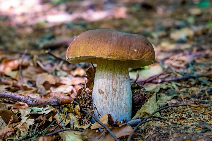 Peste 200 de imagini gratuite cu Ciuperci Comestibile și Ciuperci - Pixabay