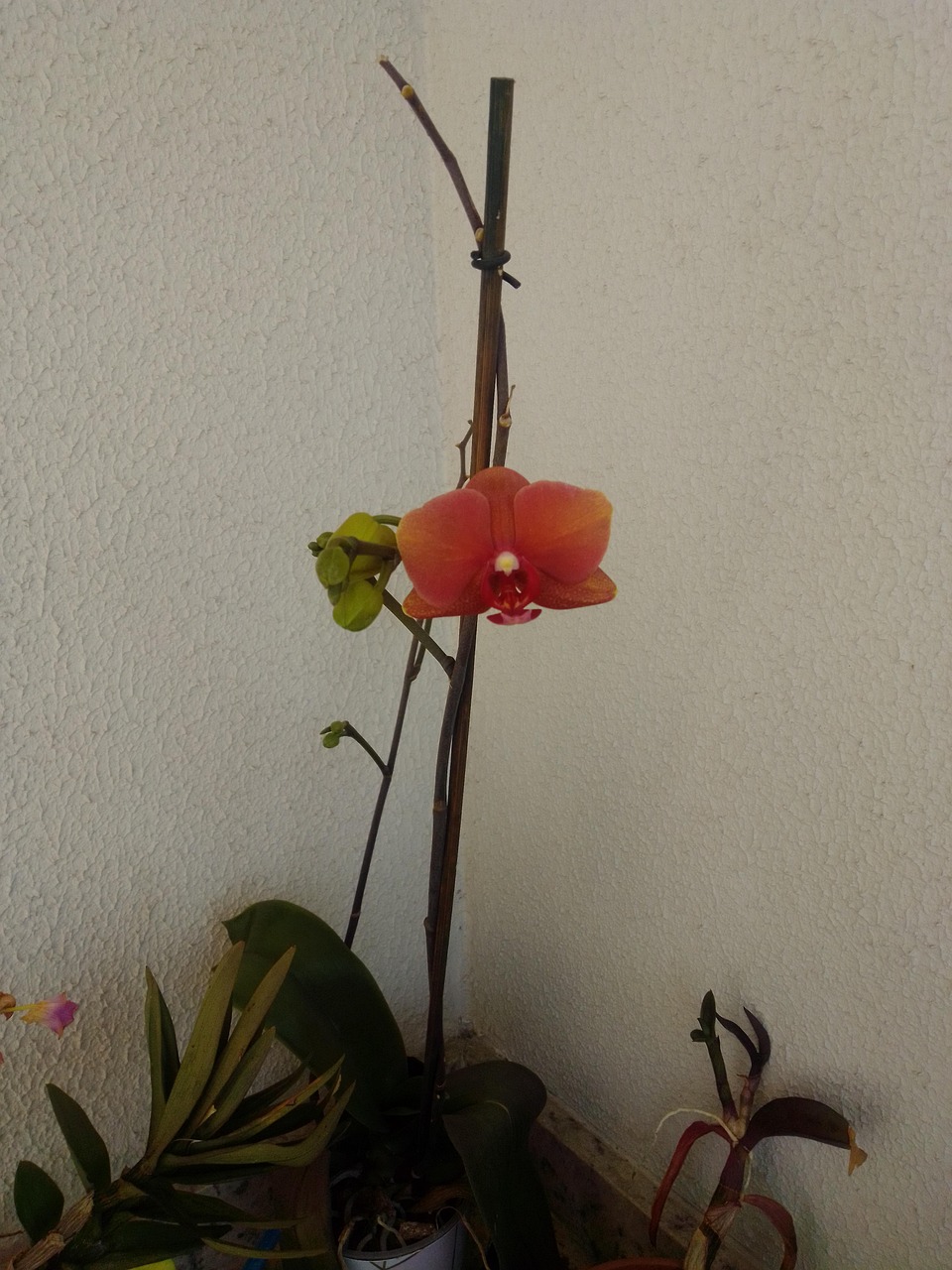 Orchidee Blume Orchideen - Kostenloses Foto auf Pixabay - Pixabay