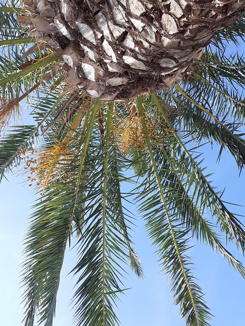 Palm Tree Sea - Free photo on Pixabay - Pixabay