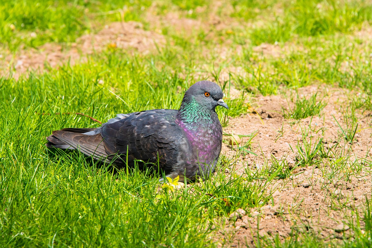 20,000+ Free Pigeon Rocks & Pigeon Images - Pixabay