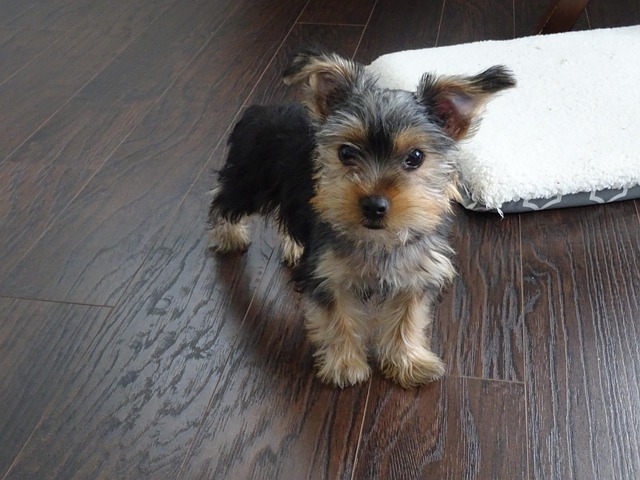 Yorkie Dog Puppy - Free photo on Pixabay - Pixabay