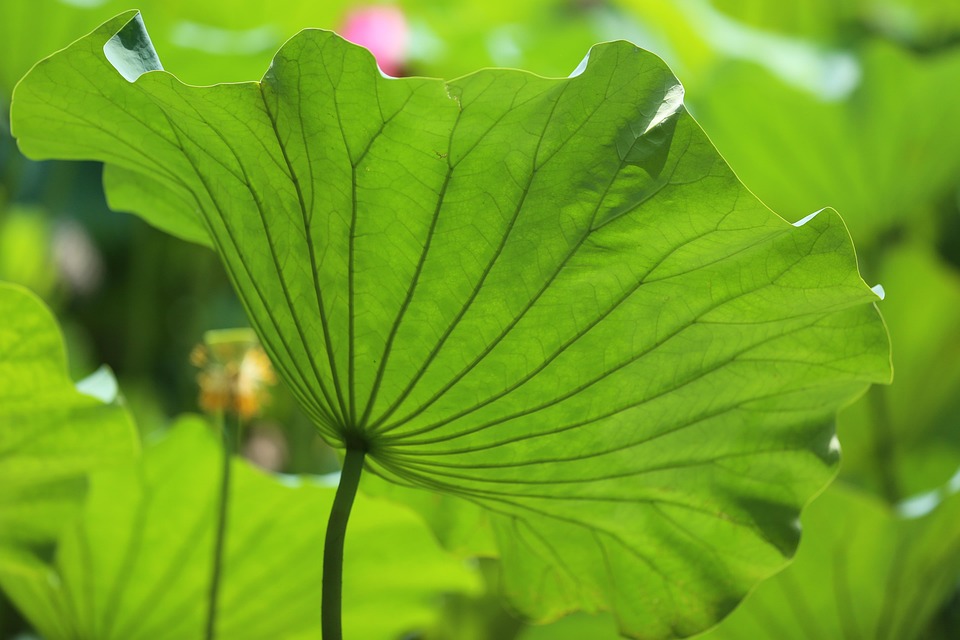 Lotus Feuille Plantes Plante - Photo gratuite sur Pixabay - Pixabay