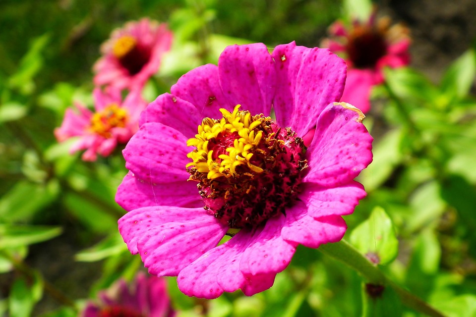 Zinnia Flor Planta - Foto gratis en Pixabay - Pixabay