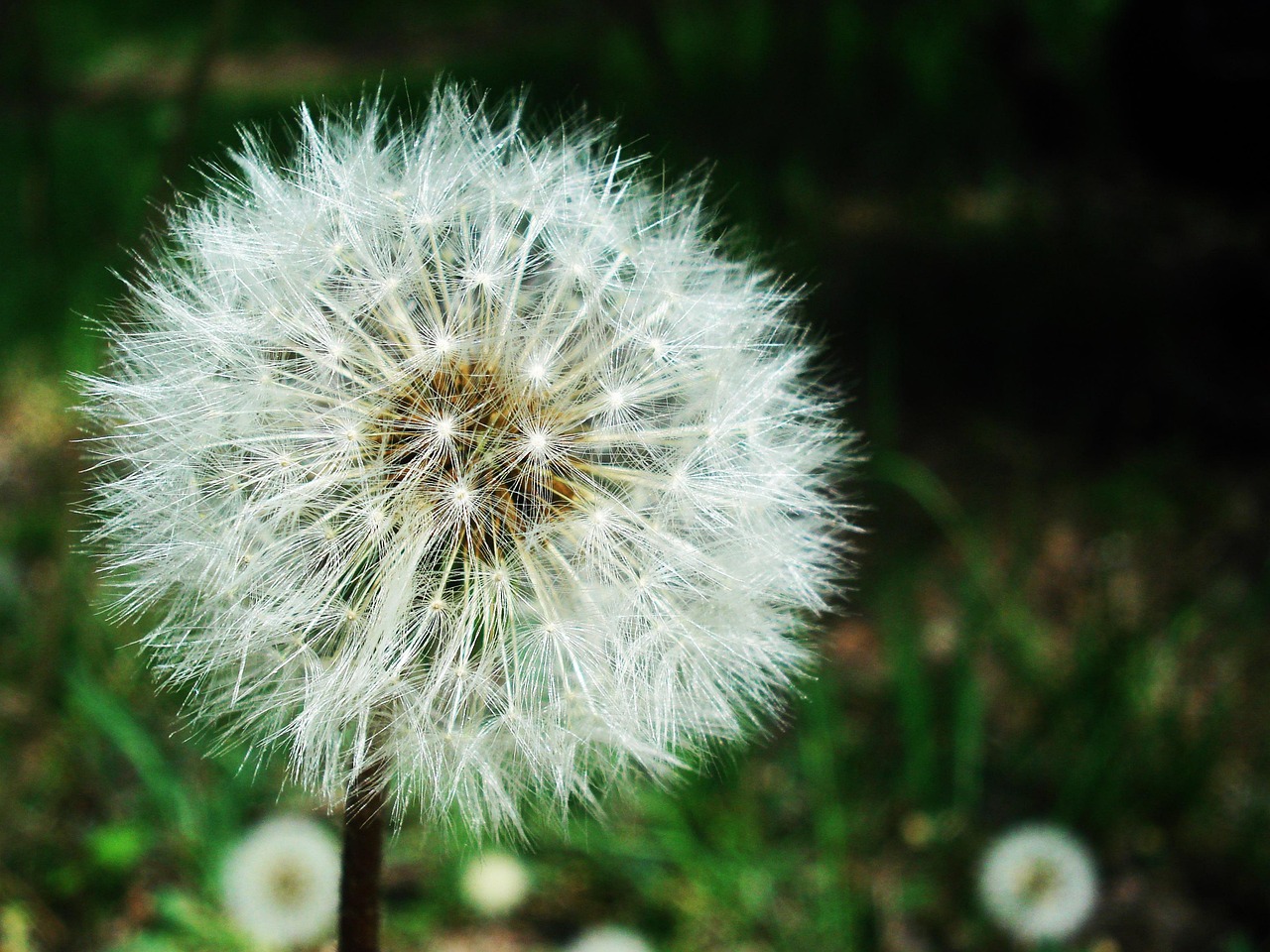 Dandelion Flower - Free photo on Pixabay - Pixabay