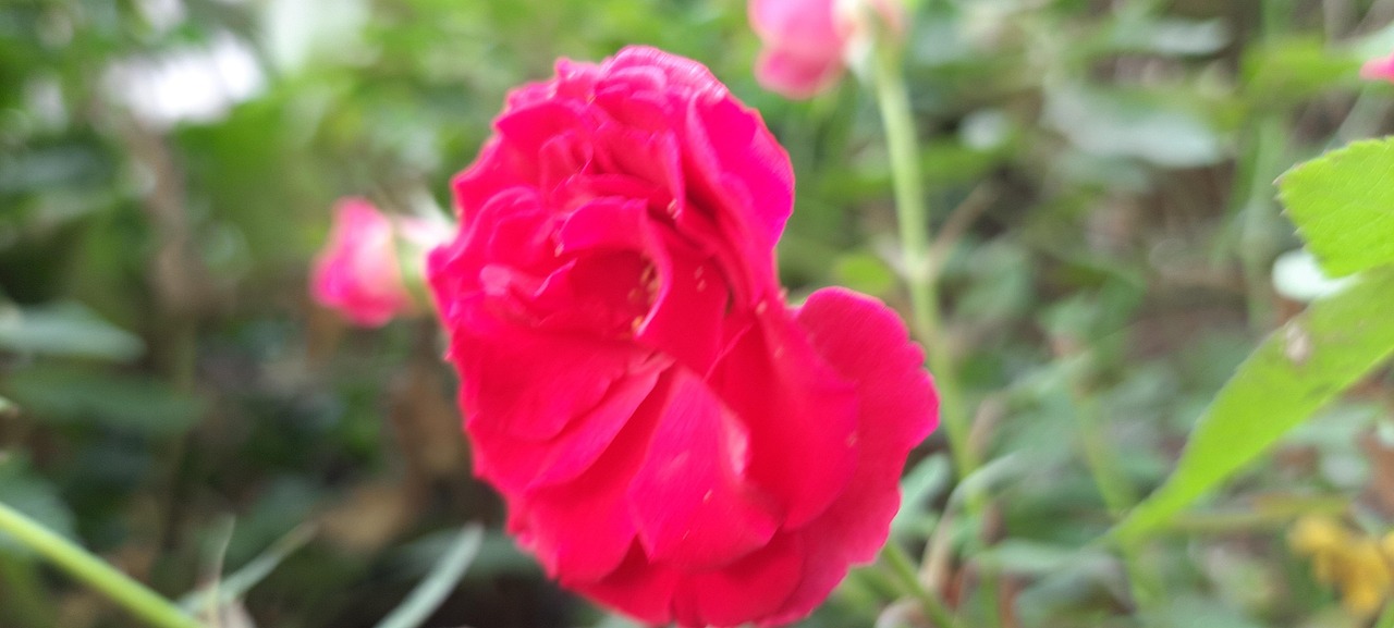 Rose Hintergrund Pinke Schöne - Kostenloses Foto auf Pixabay - Pixabay