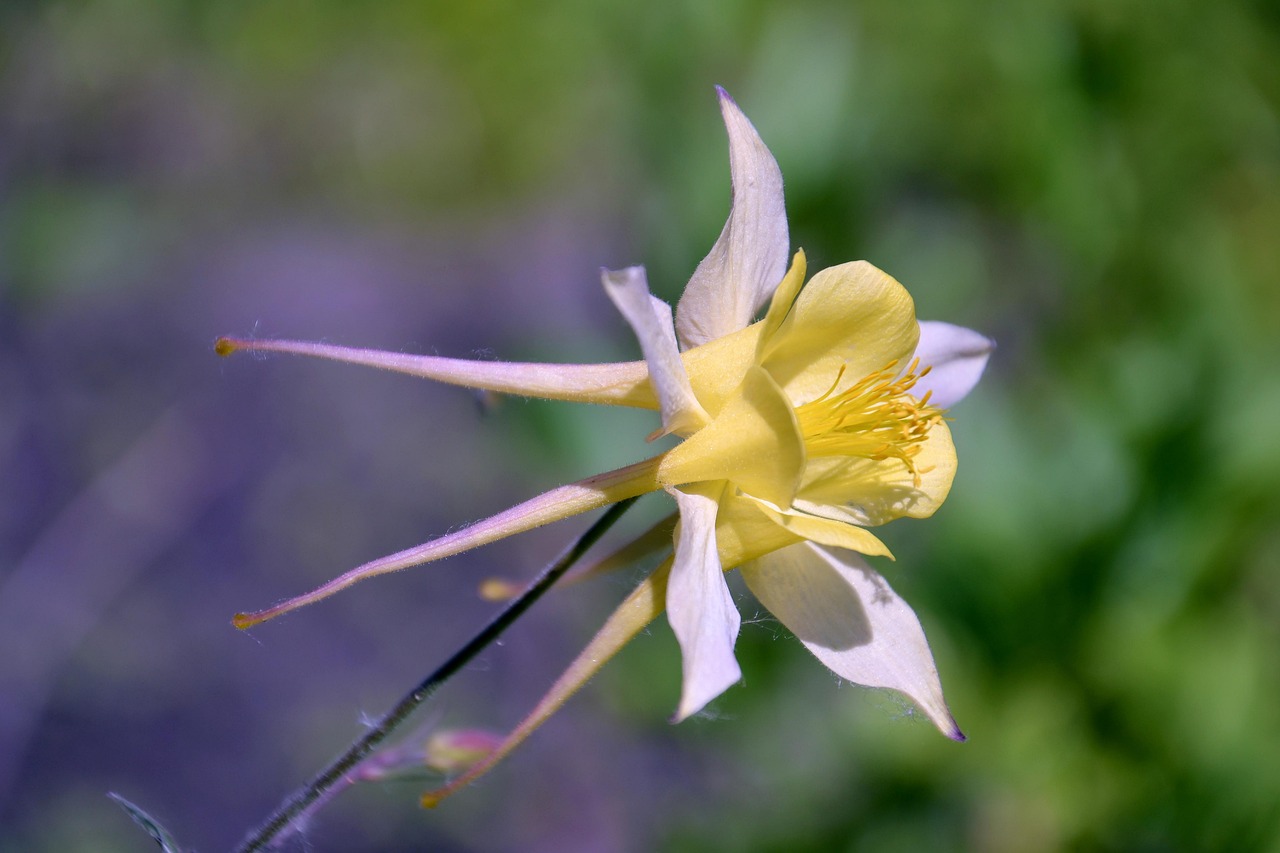 Flor Aquilegia Columbine - Foto gratuita no Pixabay - Pixabay