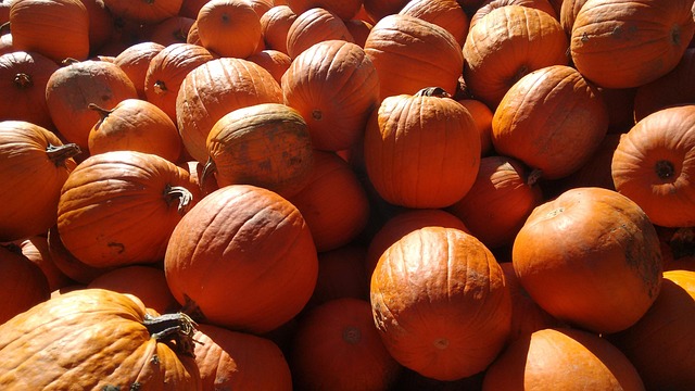 Citrouille Des Légumes Champ De - Photo gratuite sur Pixabay - Pixabay