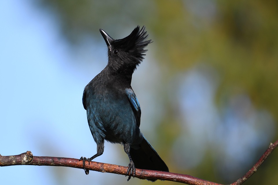 Steller Jay Bird Animal - Free photo on Pixabay - Pixabay