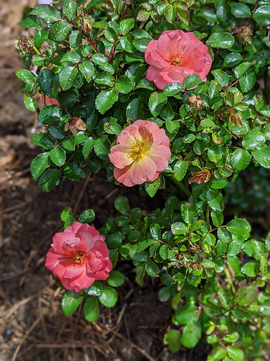 Der Rosenstrauch Rosa Rose - Kostenloses Foto auf Pixabay - Pixabay