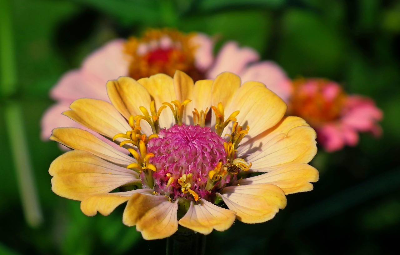 Zinnie Blume Pflanze - Kostenloses Foto auf Pixabay - Pixabay