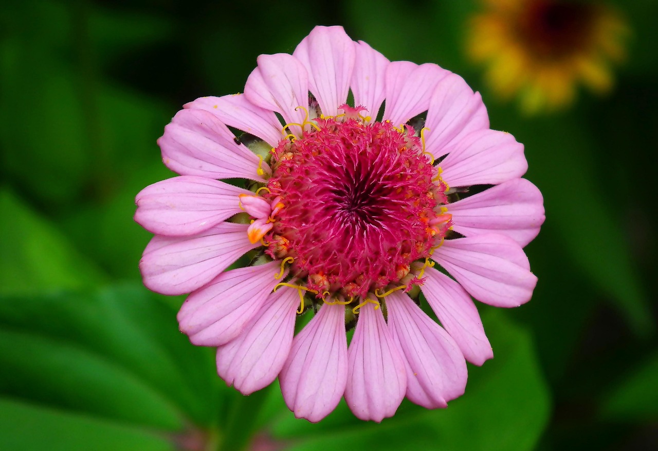 Zinnia Flor Planta - Foto gratis en Pixabay - Pixabay