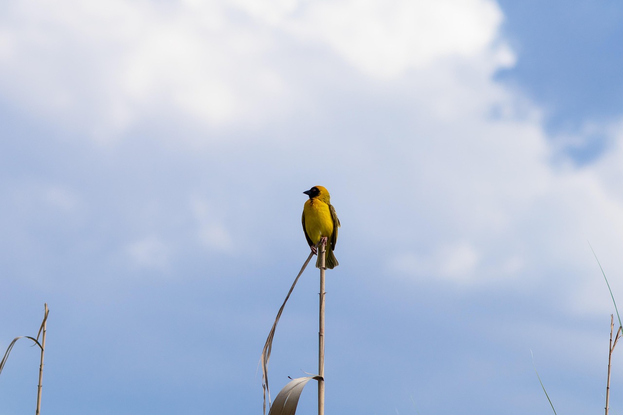 Penenun Berkepala Hitam Burung - Foto gratis di Pixabay - Pixabay