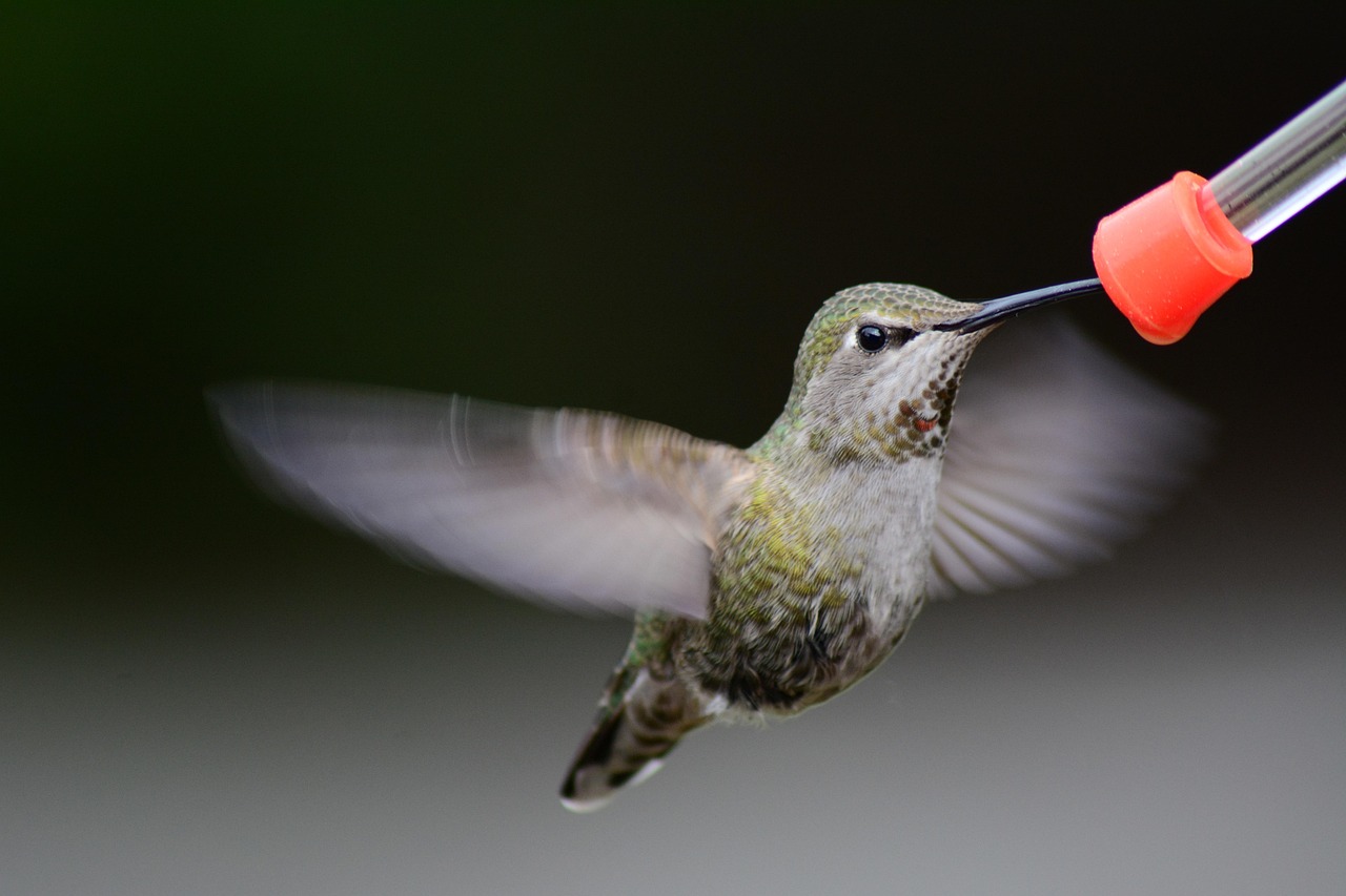 Hummingbird Bird Feeder Annas - Free photo on Pixabay - Pixabay