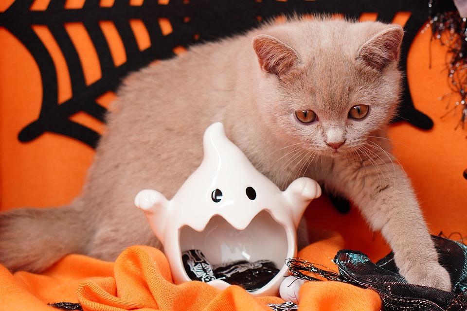Halloween Cat Kitten British - Free photo on Pixabay