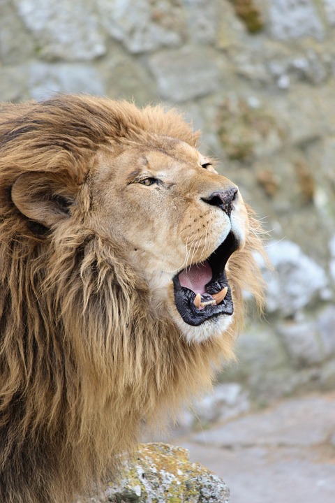 Lion Animal Zoo - Free photo on Pixabay