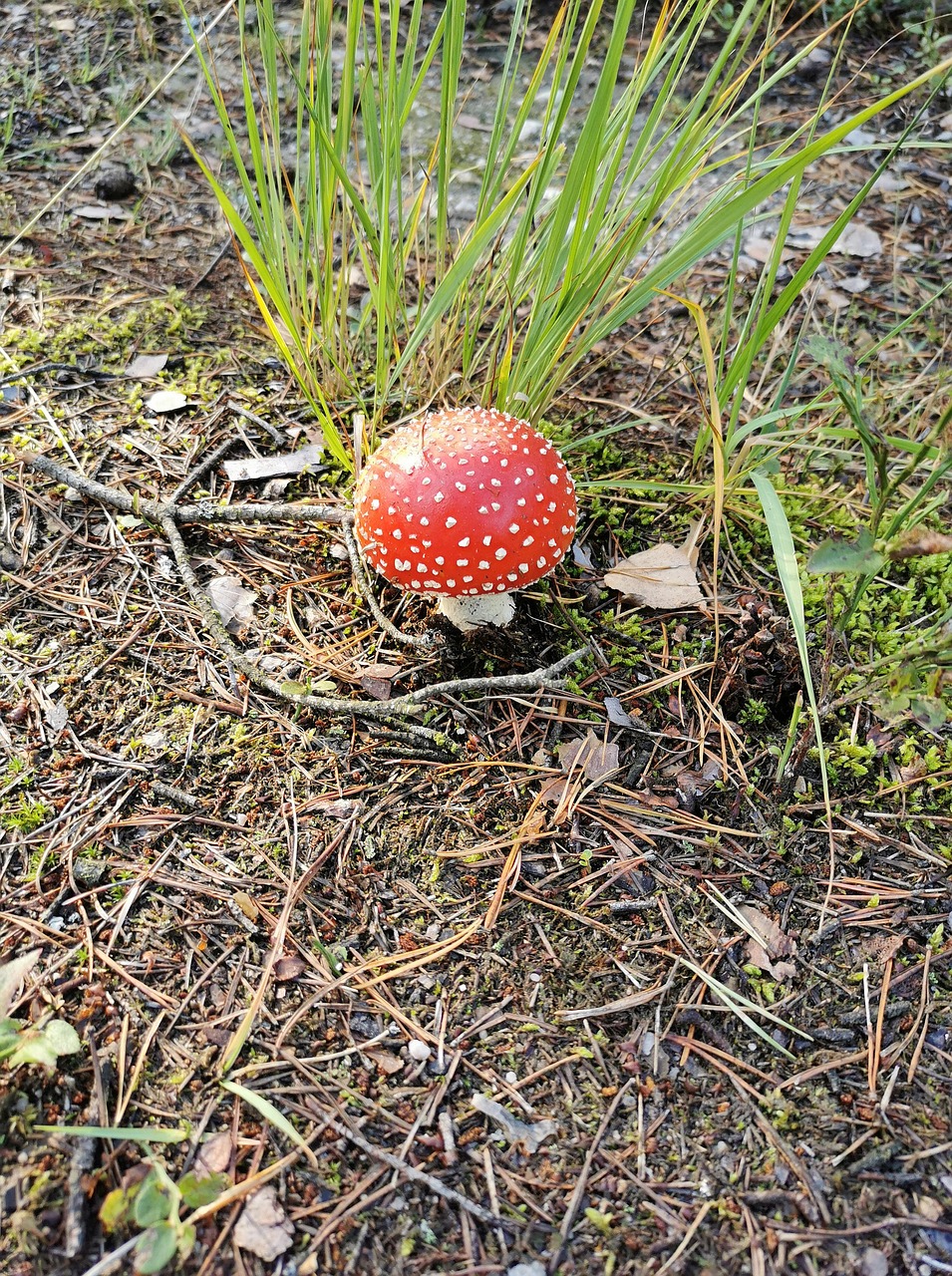 La Nature Champignon Toxique Sol - Photo gratuite sur Pixabay - Pixabay