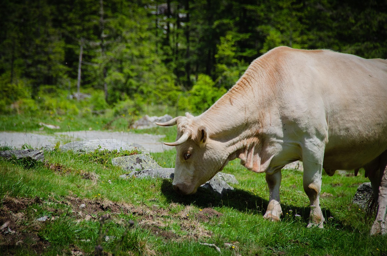 Vaca Ganado Los Campos - Foto gratis en Pixabay - Pixabay