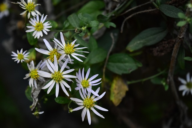 Margarida Flor Natureza - Foto gratuita no Pixabay - Pixabay