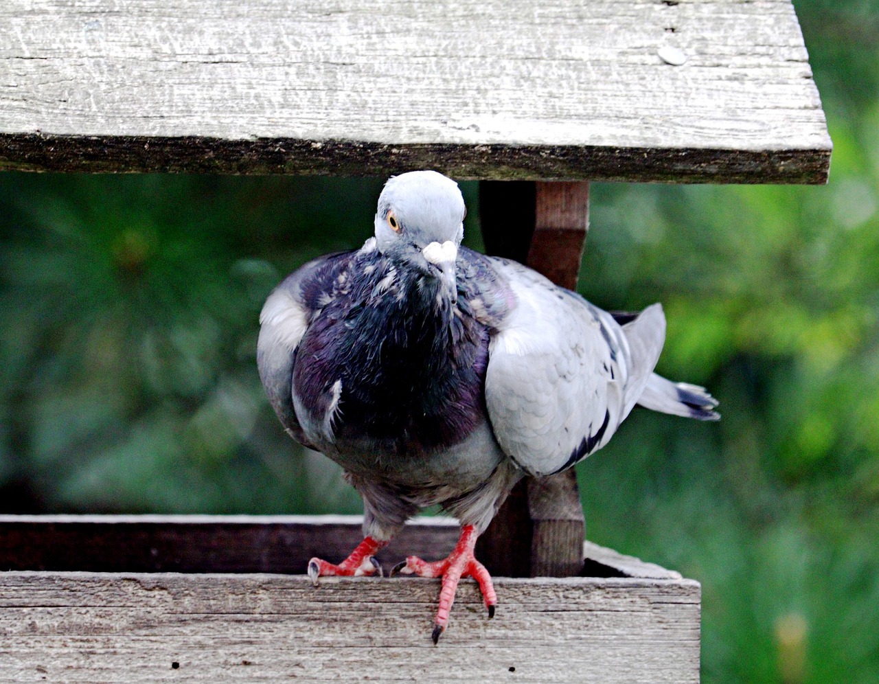 Pigeon Sauvage Oiseau Animal La - Photo gratuite sur Pixabay - Pixabay