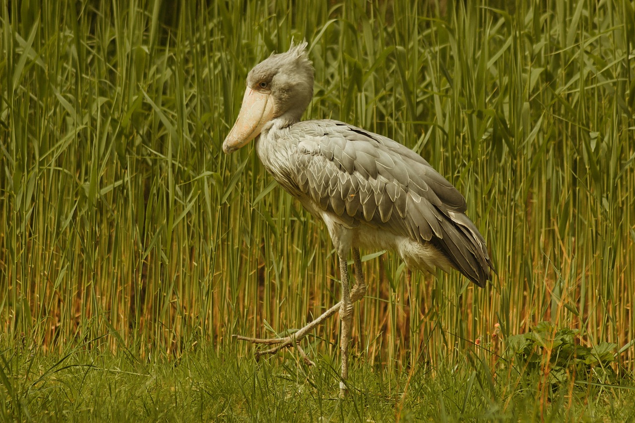 30+ Free Shoebill & Bird Images - Pixabay