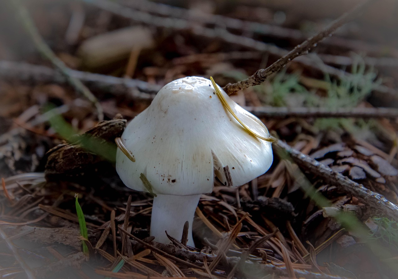 Mushroom White Wild - Free photo on Pixabay - Pixabay
