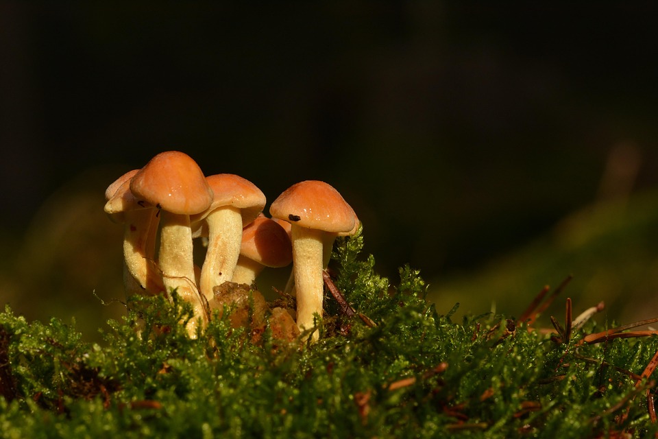 Mushrooms Sponge Moss Disc - Free photo on Pixabay - Pixabay