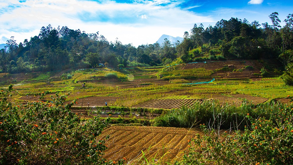 Landscape Welimada Fields - Free photo on Pixabay - Pixabay