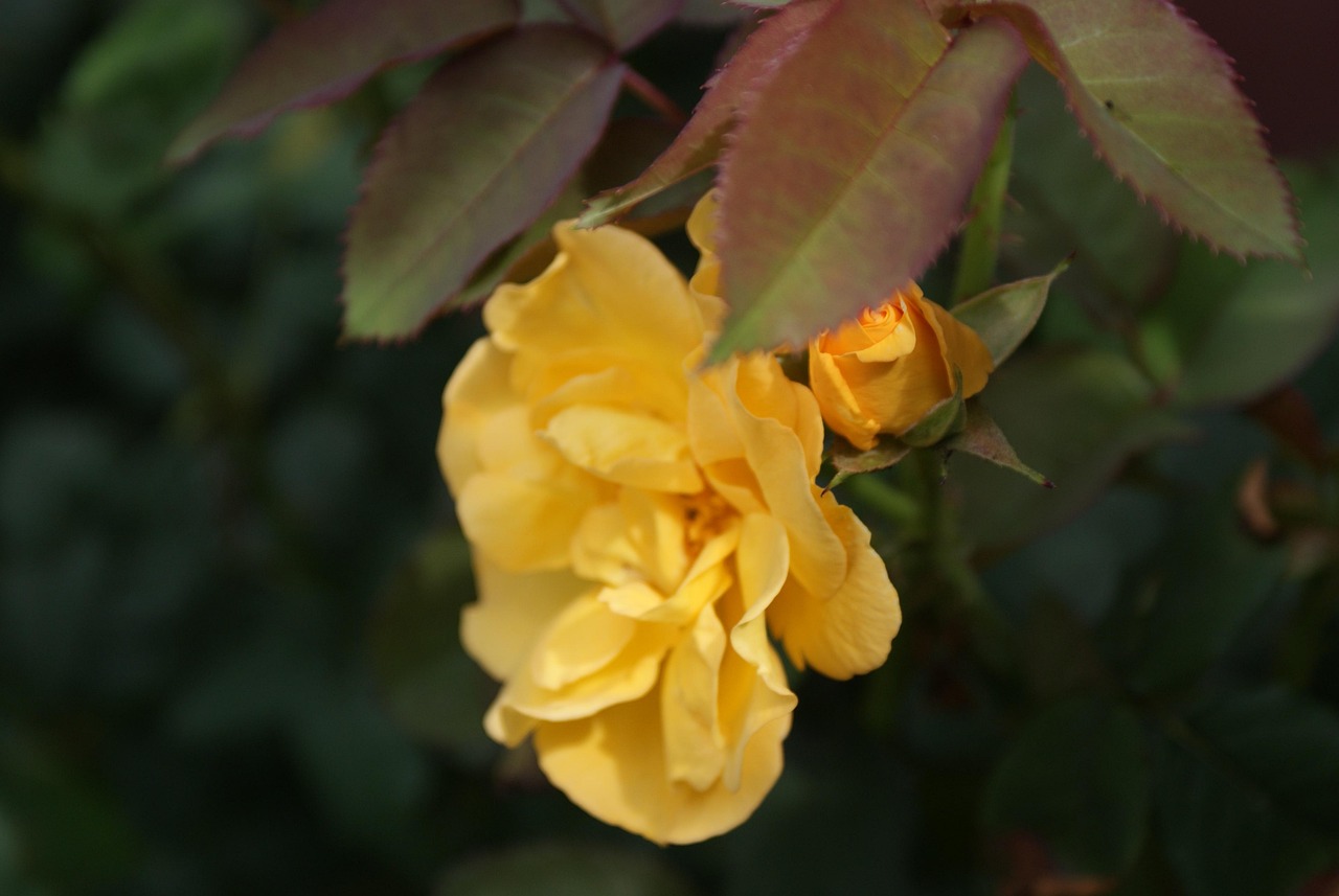 Gul Rose Have - Gratis foto på Pixabay - Pixabay
