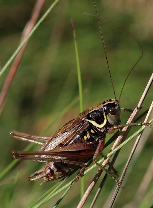 Cricket Roesel Bush Insect - Free photo on Pixabay