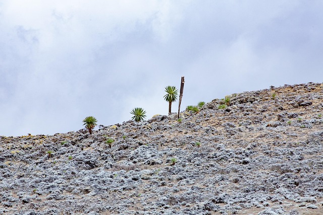 Mountain Trees Plants - Free photo on Pixabay - Pixabay