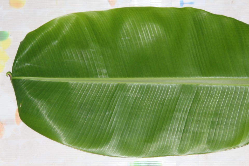 Feuille De Bananier - Photo gratuite sur Pixabay - Pixabay