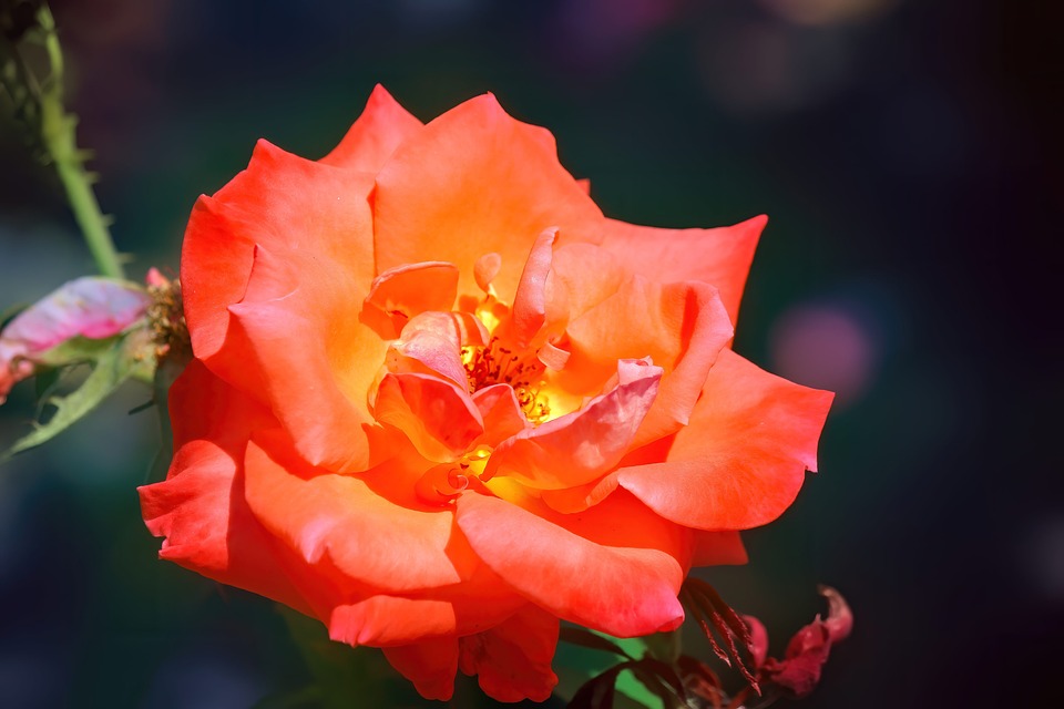 Rose Pointes Fleur - Photo gratuite sur Pixabay - Pixabay