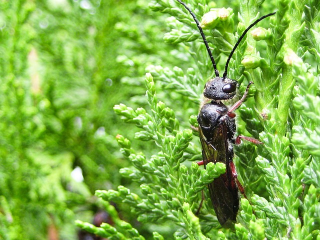 Guêpe Conifère Insecte - Photo gratuite sur Pixabay - Pixabay