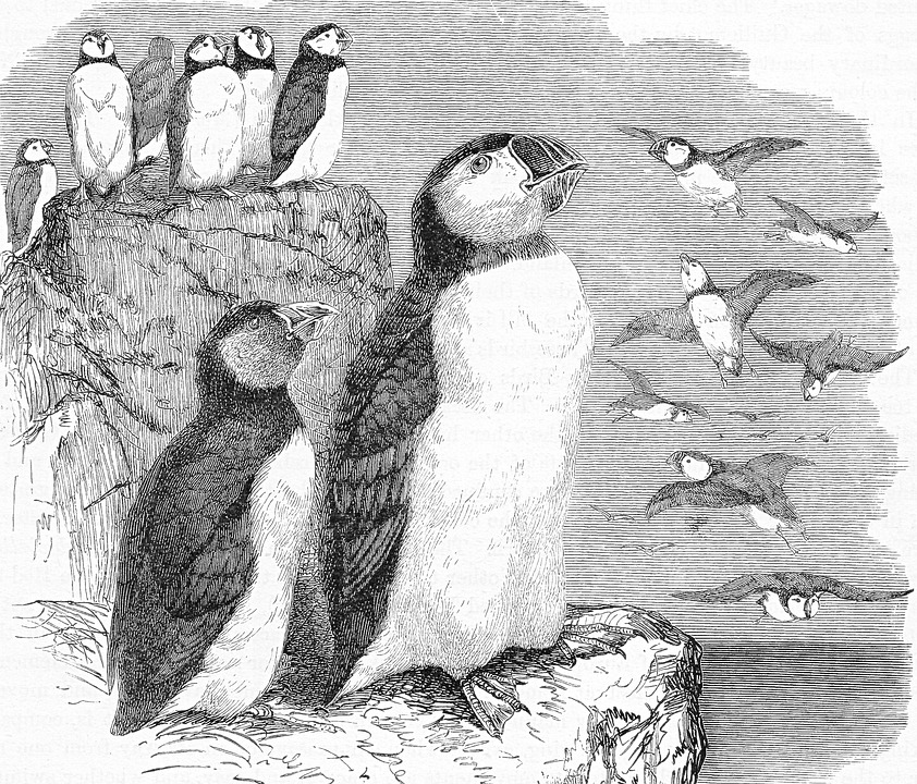 Download Puffins Seabirds Birds Royalty Free Stock Illustration Image Pixabay