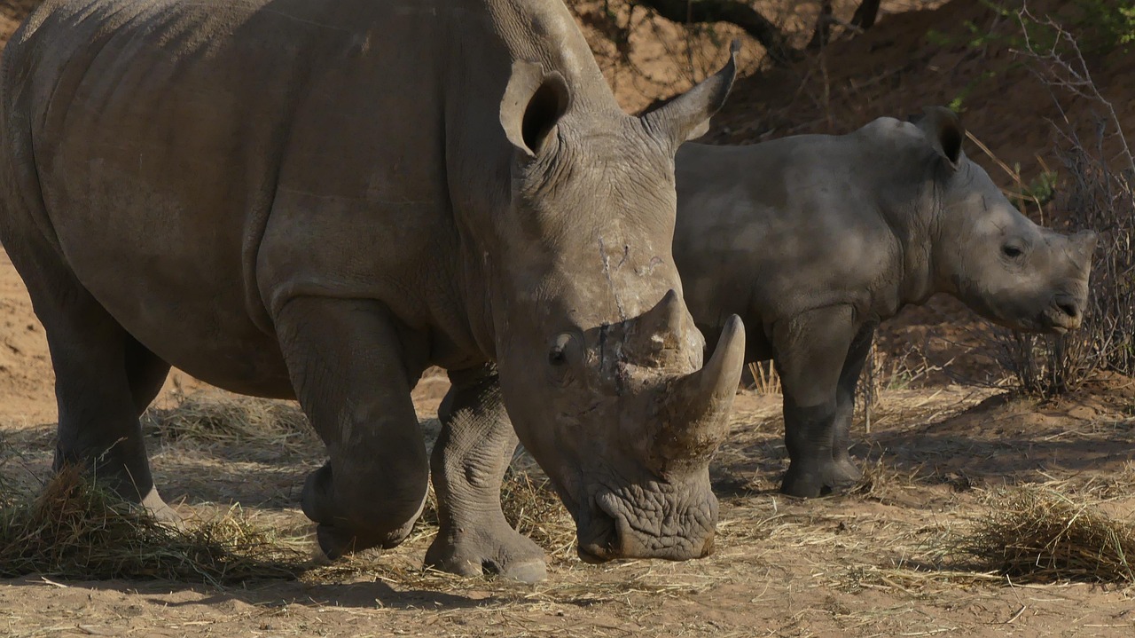 40+ Free Rhino Rhino Calf & Rhino Images - Pixabay