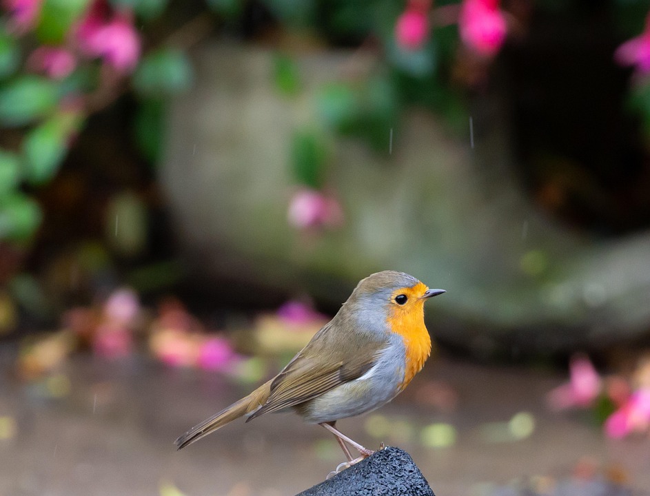 Vogel Robin Rotkehlchen - Kostenloses Foto auf Pixabay